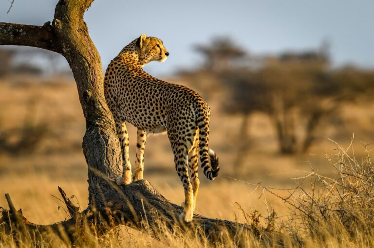 The Cheetah: Africa's Fastest Hunter and Why It's Losing